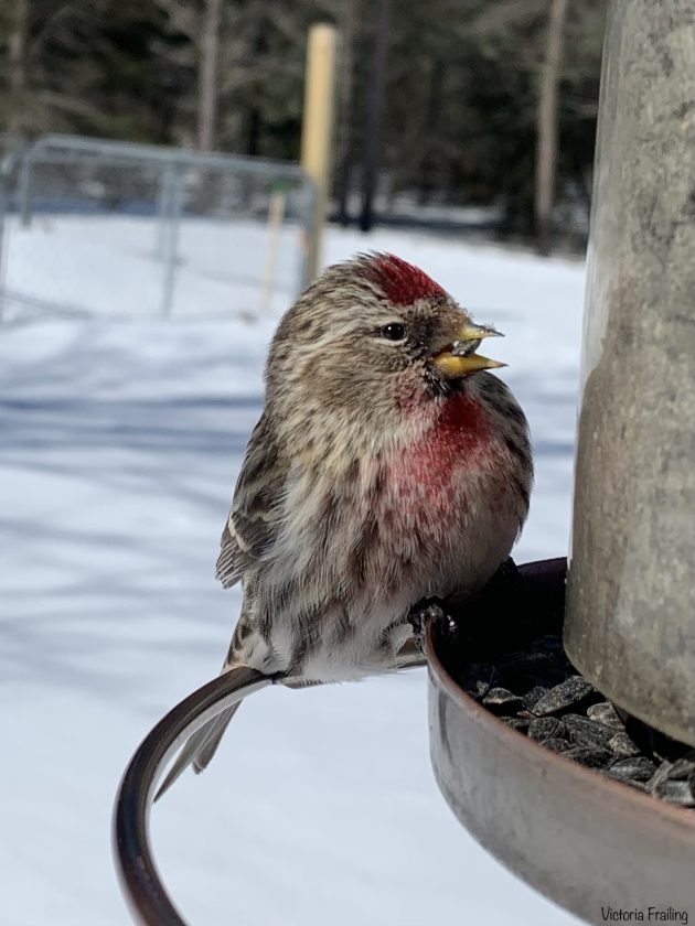 Winged visitors stop by for a treat | News, Sports, Jobs - The Mining ...